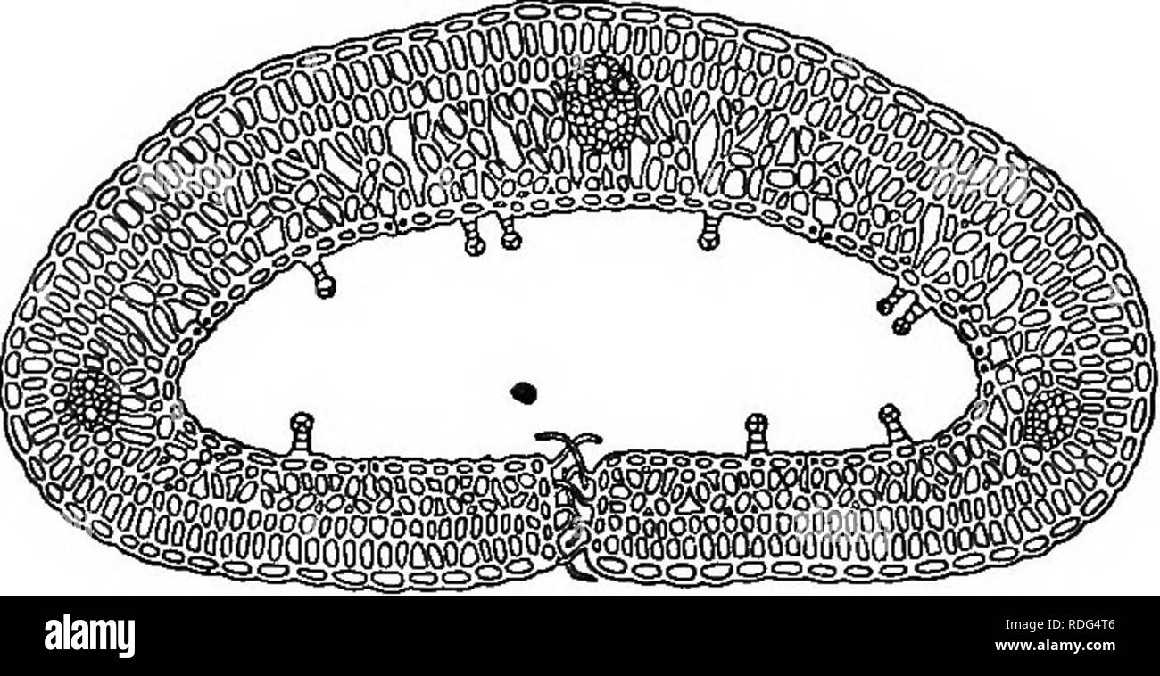 . Foundations of botany. Botany; Botany. PLANT SOCIETIES 317. (tig. 245 ...