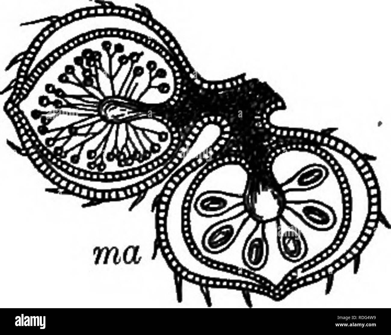 Taxonomy foundations Black and White Stock Photos & Images - Alamy