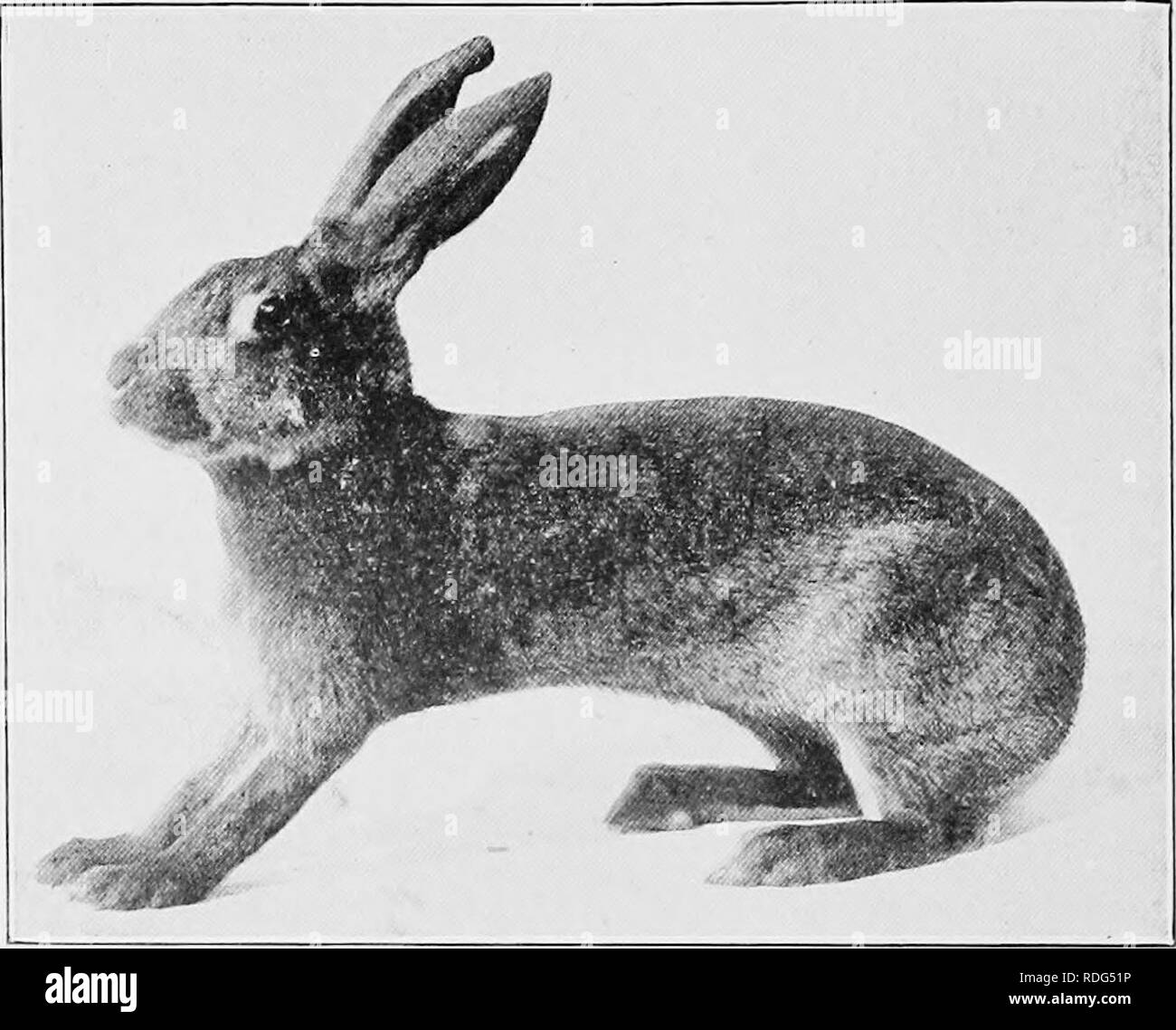 Doe hares Black and White Stock Photos & Images - Alamy