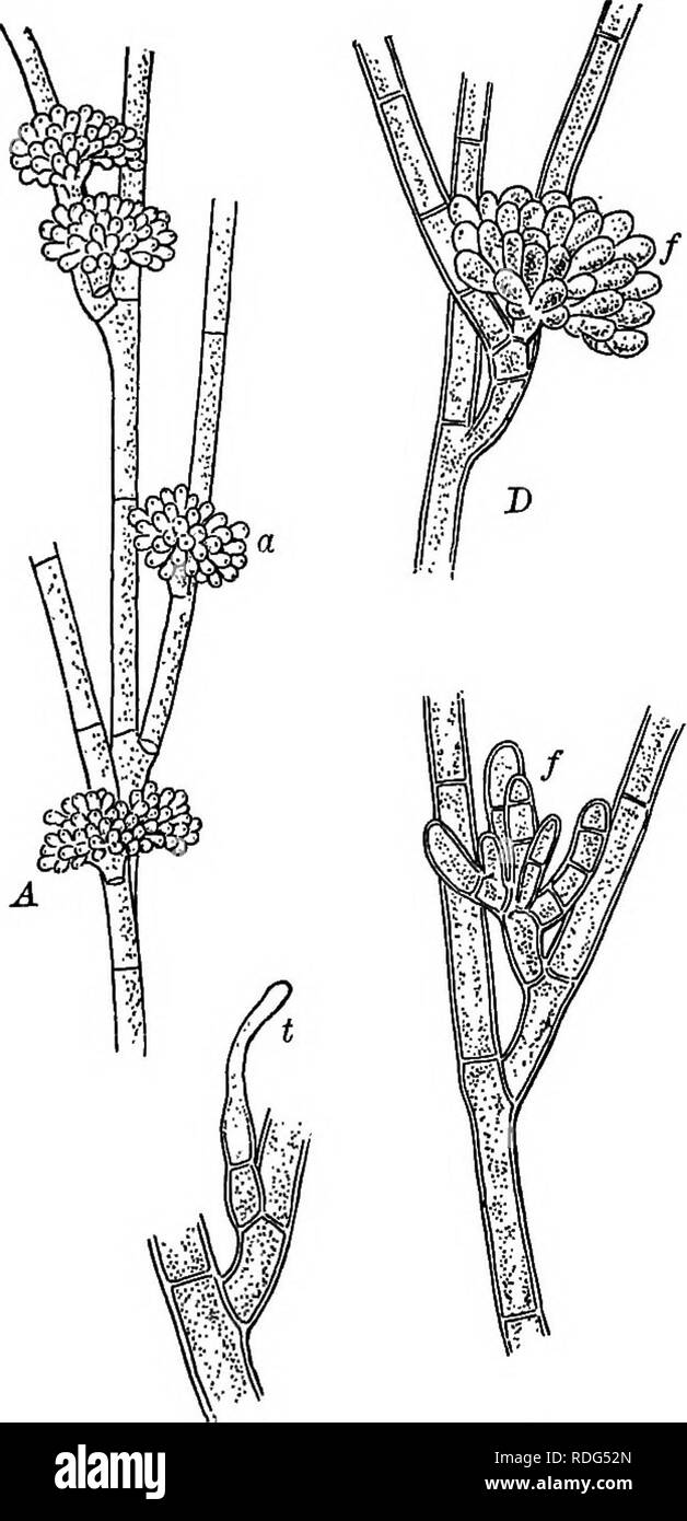 Spore producing organs hi-res stock photography and images - Alamy
