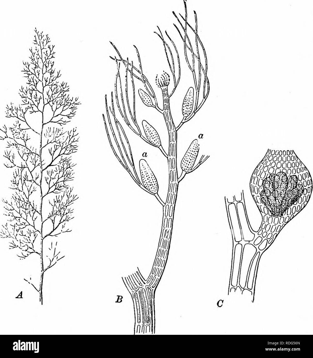 Polysiphonia Tetraspores