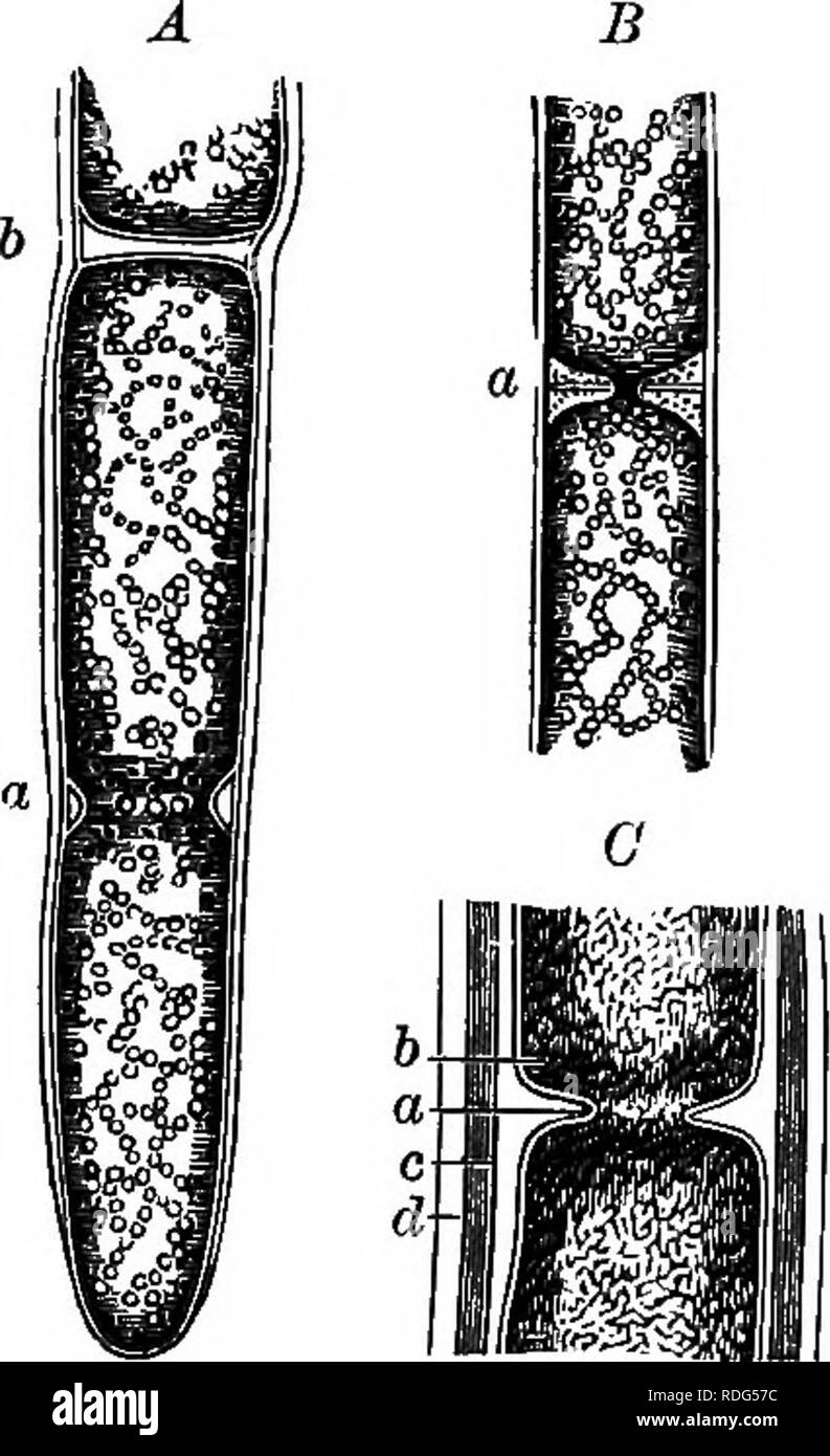 Oscillatoria Filament Labeled