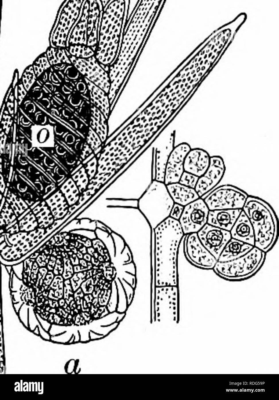 Antheridium oogonium Black and White Stock Photos & Images - Alamy