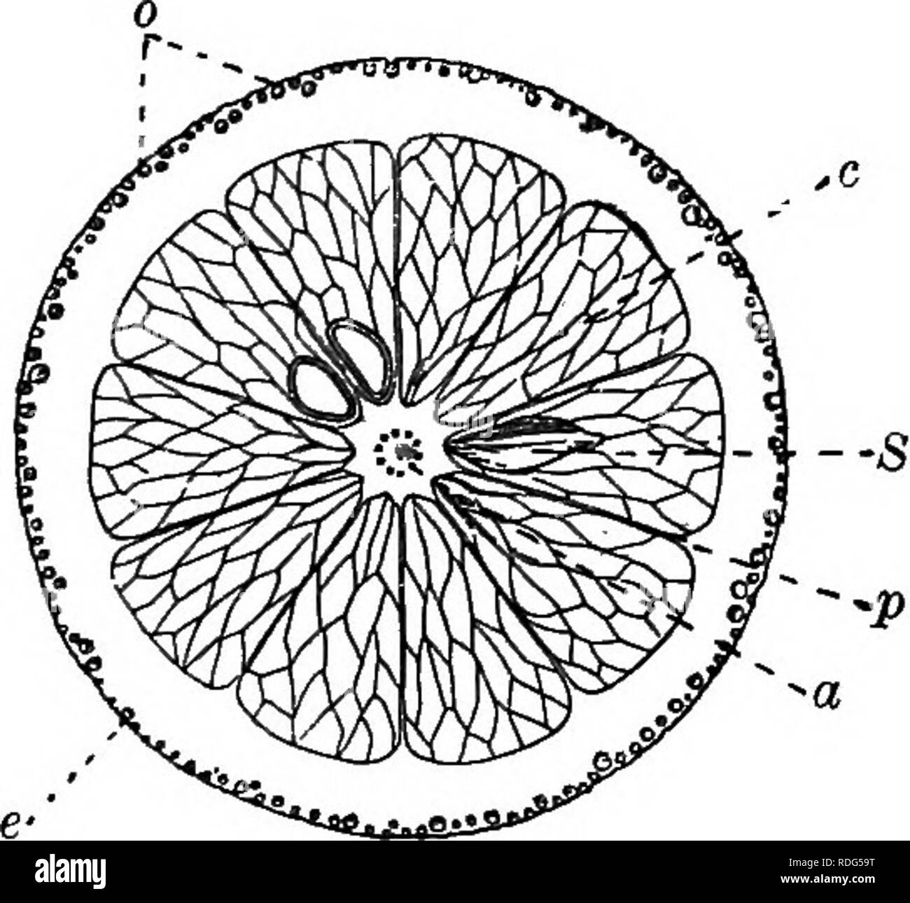 Enlarged calyx Black and White Stock Photos & Images - Alamy