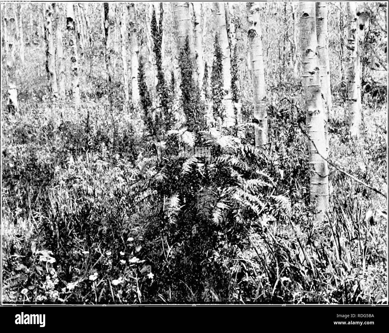 Taxonomy of a specific plant hi-res stock photography and images - Alamy