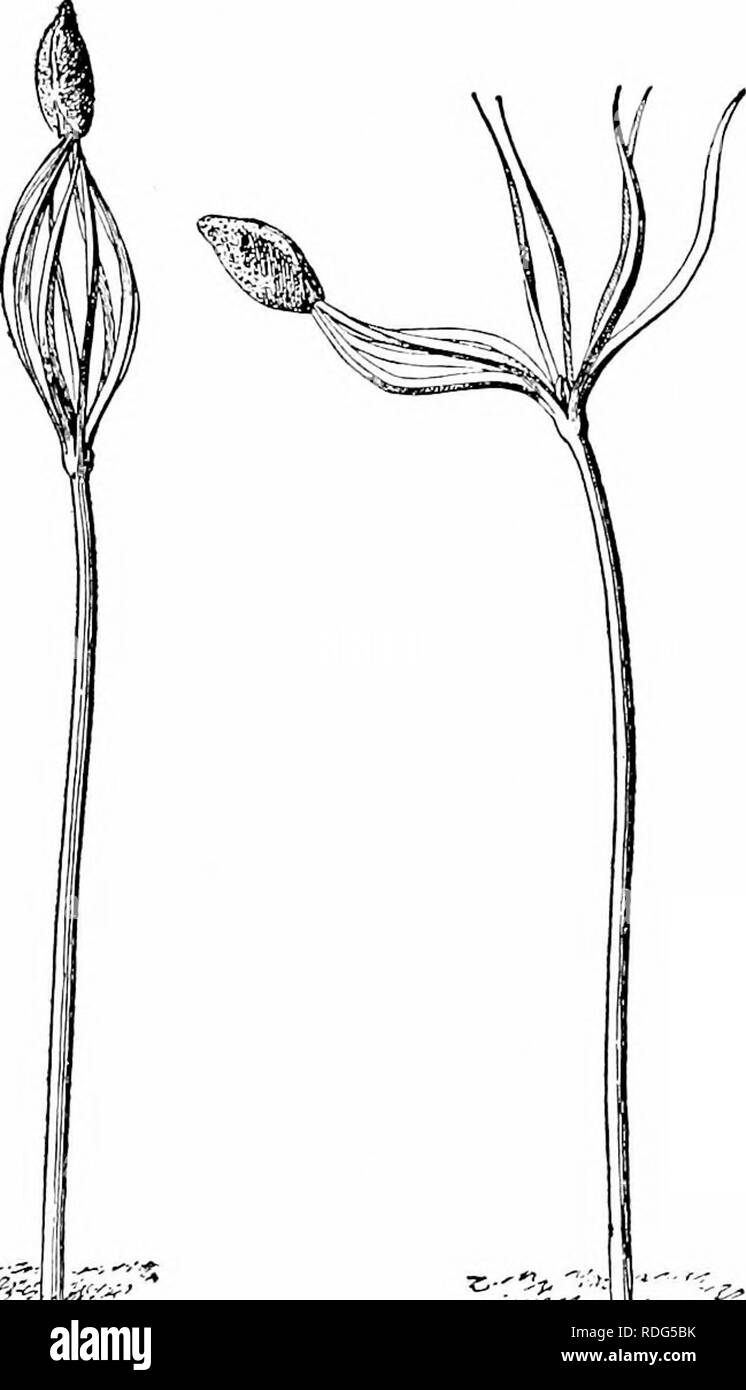 Seed transforms to plant hi-res stock photography and images - Alamy