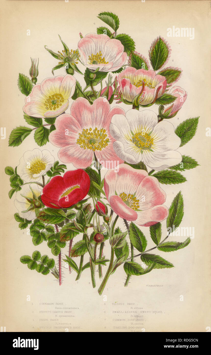 Antique Hand-Colored English Victorian Botanical Illustration, Circa ...