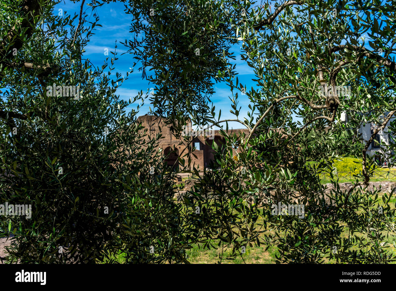 Italy, Rome, Roman Forum, green leaves of a tree Stock Photo - Alamy