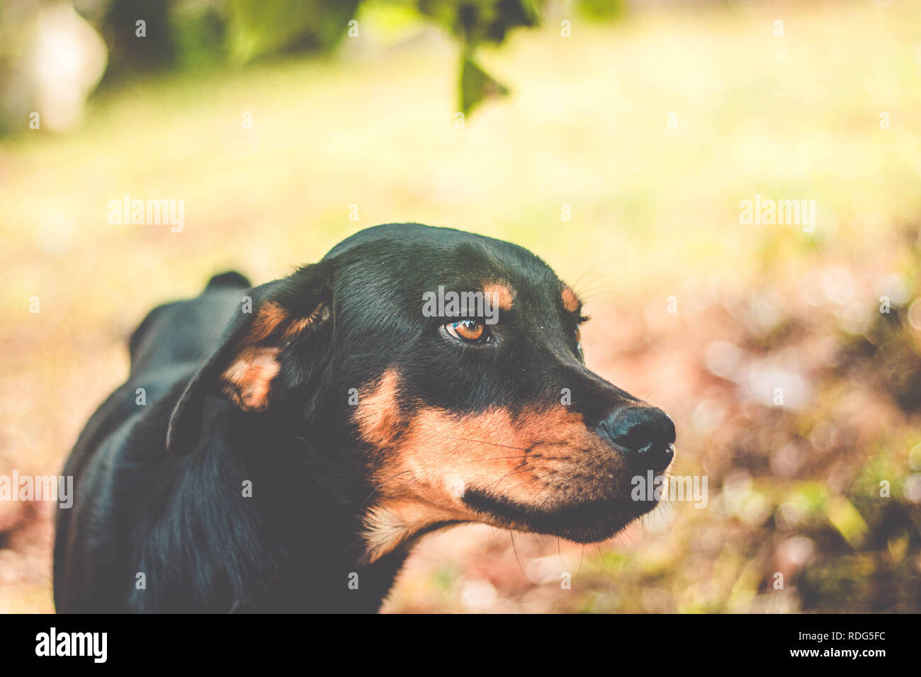Beautiful Rottweiler mixed breed dog Stock Photo - Alamy