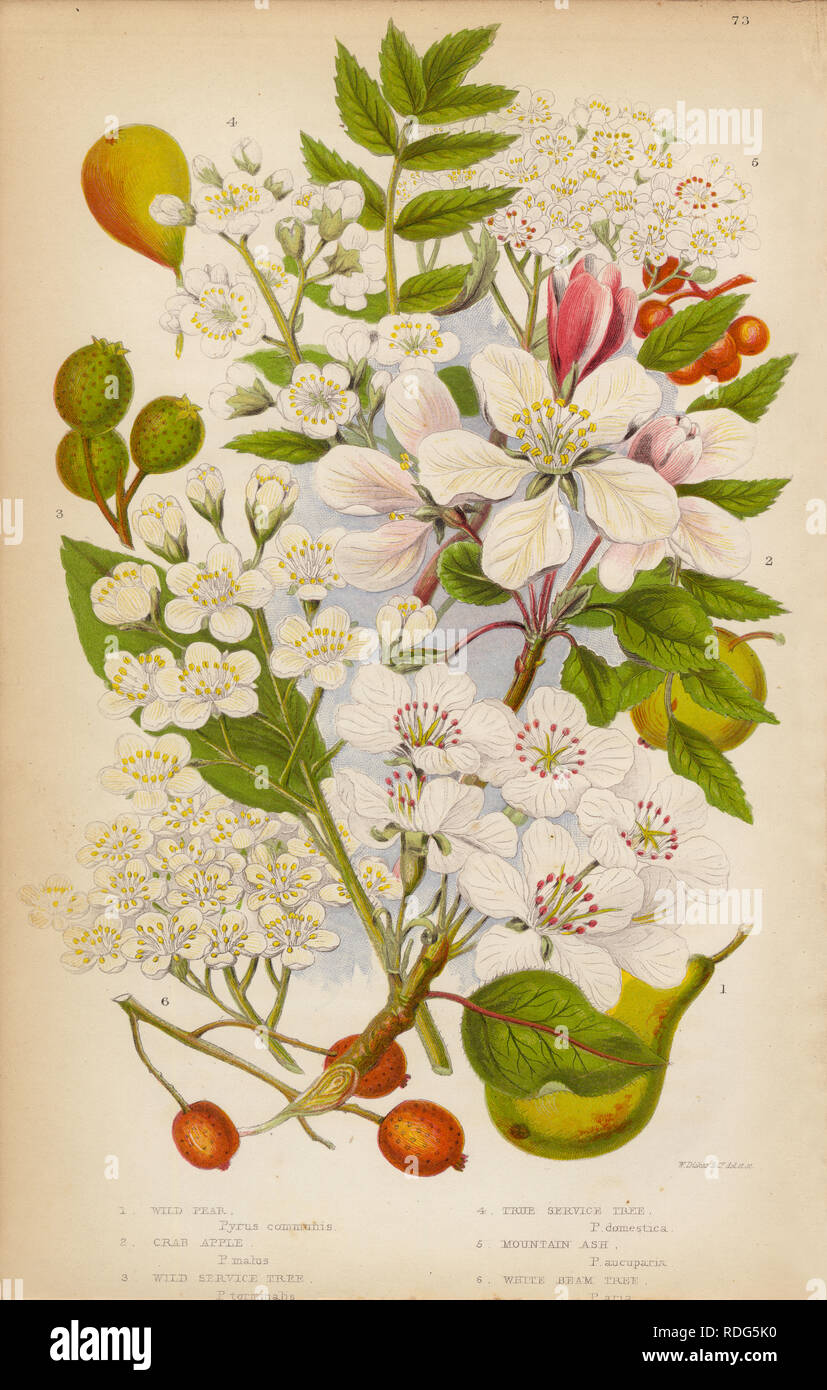 Antique Hand-Colored English Victorian Botanical Illustration, Circa ...