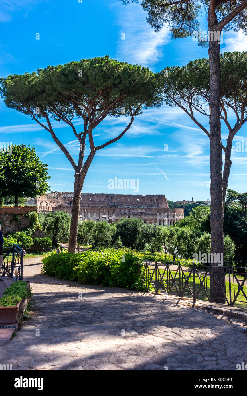 Italy, Rome, Roman Forum, a tree in front of the roman colosseum Stock ...