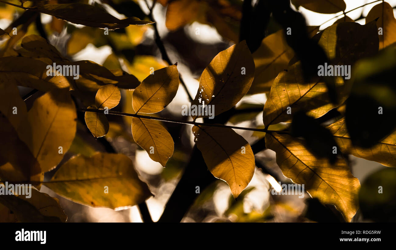 Background autumn leafs Stock Photo - Alamy