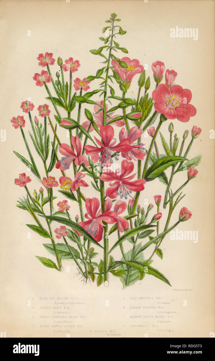 Antique Hand-Colored English Victorian Botanical Illustration, Circa ...