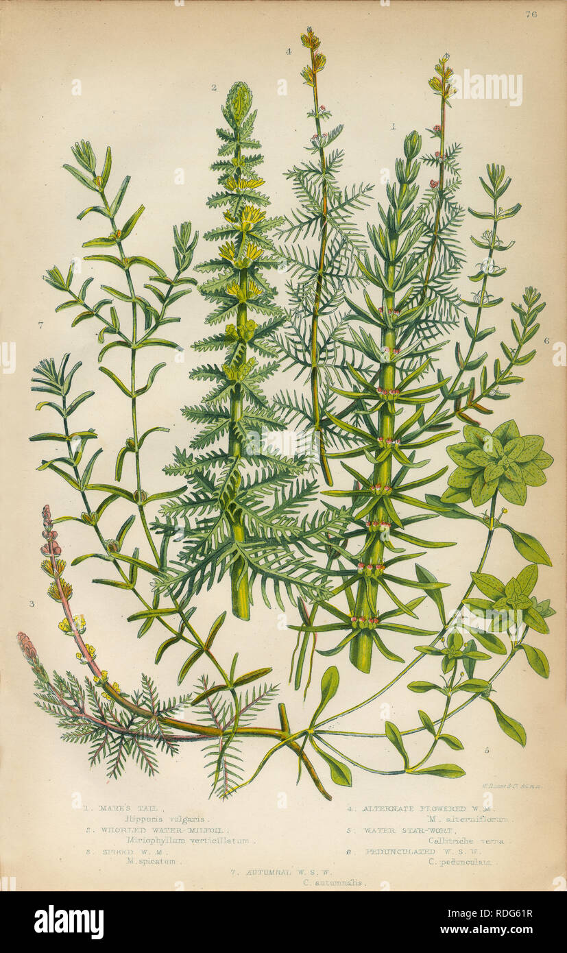 Antique Hand-Colored English Victorian Botanical Illustration, Circa ...