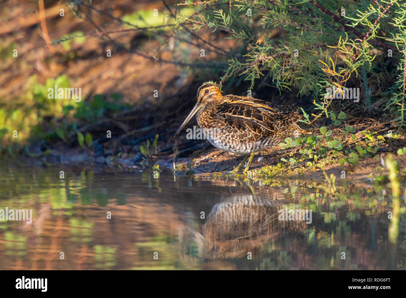Wilson's Snipe Gallinago delicata Gilbert, Maricopa County, Arizona ...