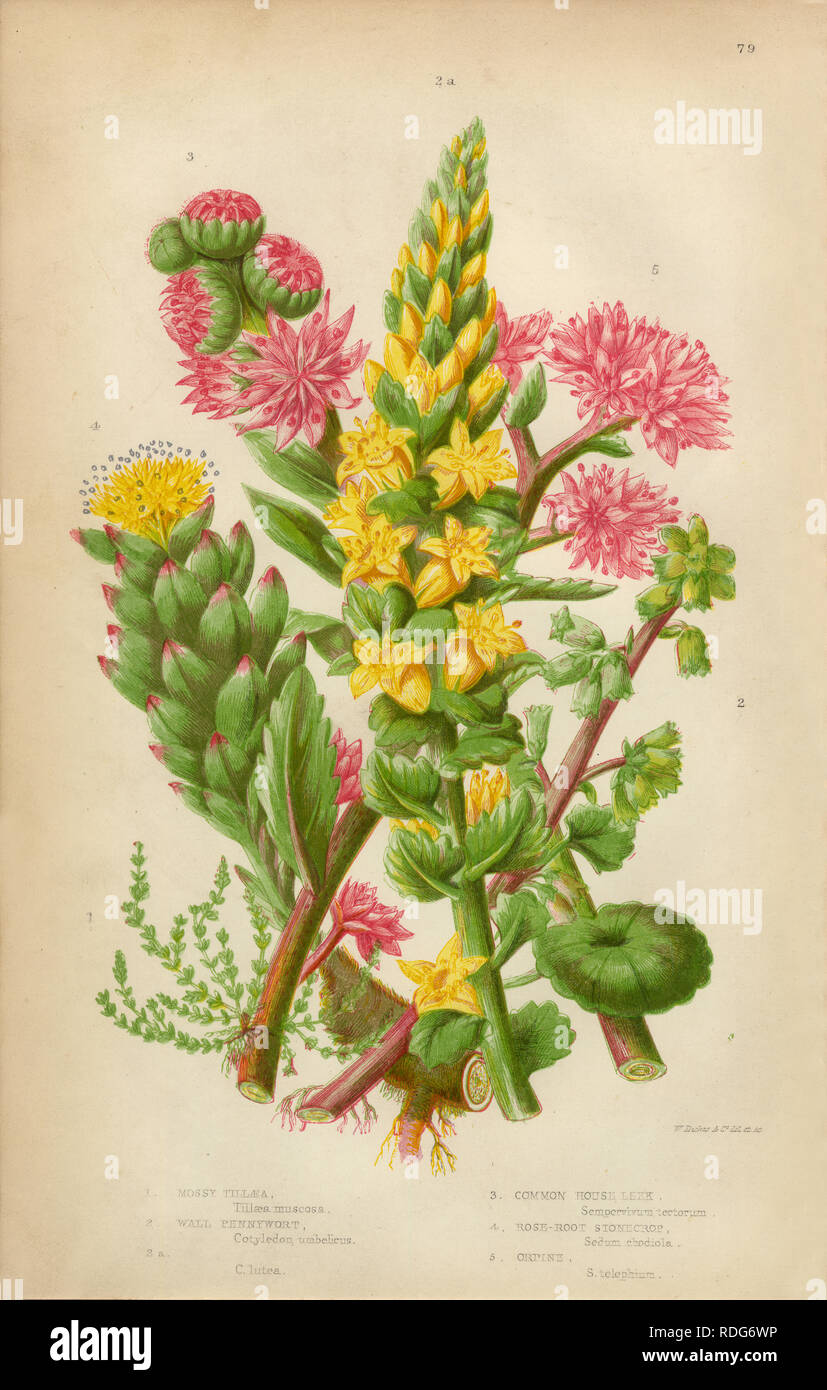 Antique Hand-Colored English Victorian Botanical Illustration, Circa ...