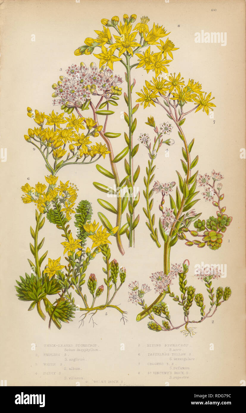 Antique Hand-Colored English Victorian Botanical Illustration, Circa ...