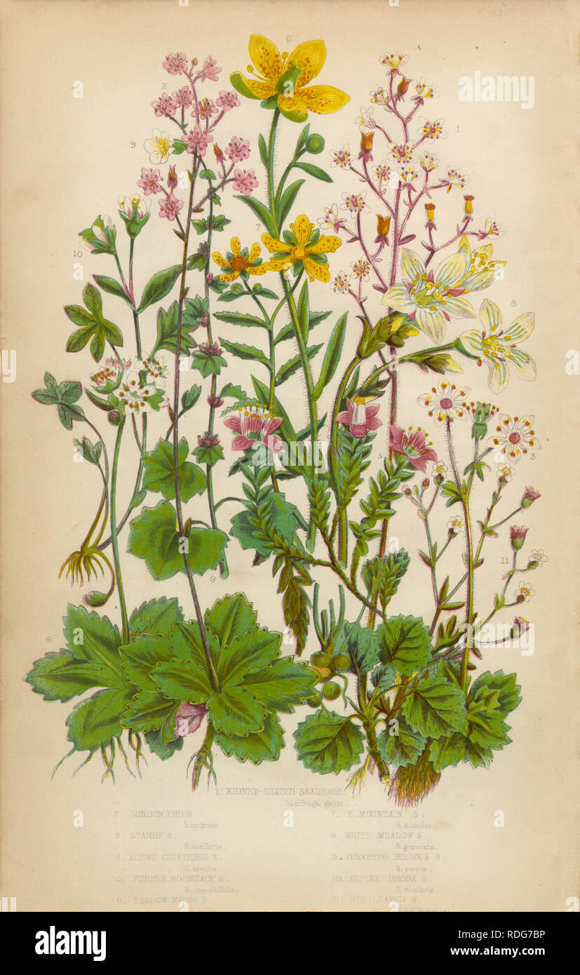 Antique Hand-Colored English Victorian Botanical Illustration, Circa ...