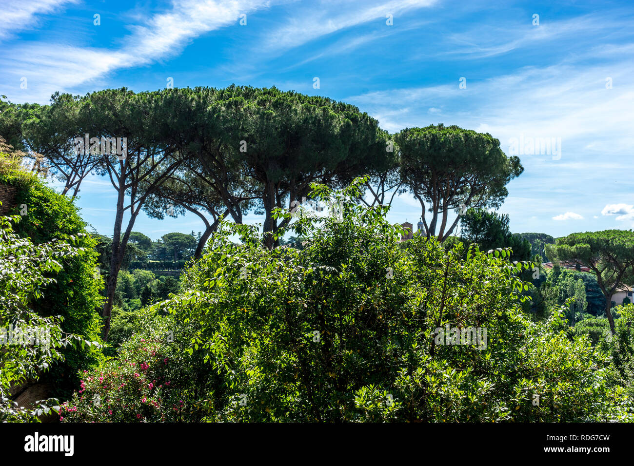 Italy, Rome, Roman Forum, tall trees with blue sky Stock Photo - Alamy