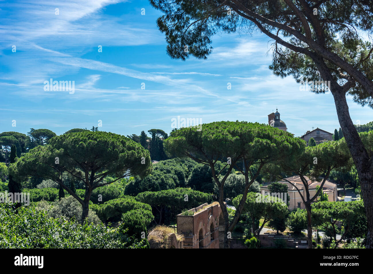 Europe, Italy, Rome, Roman Forum, a group of palm trees next to a tree ...