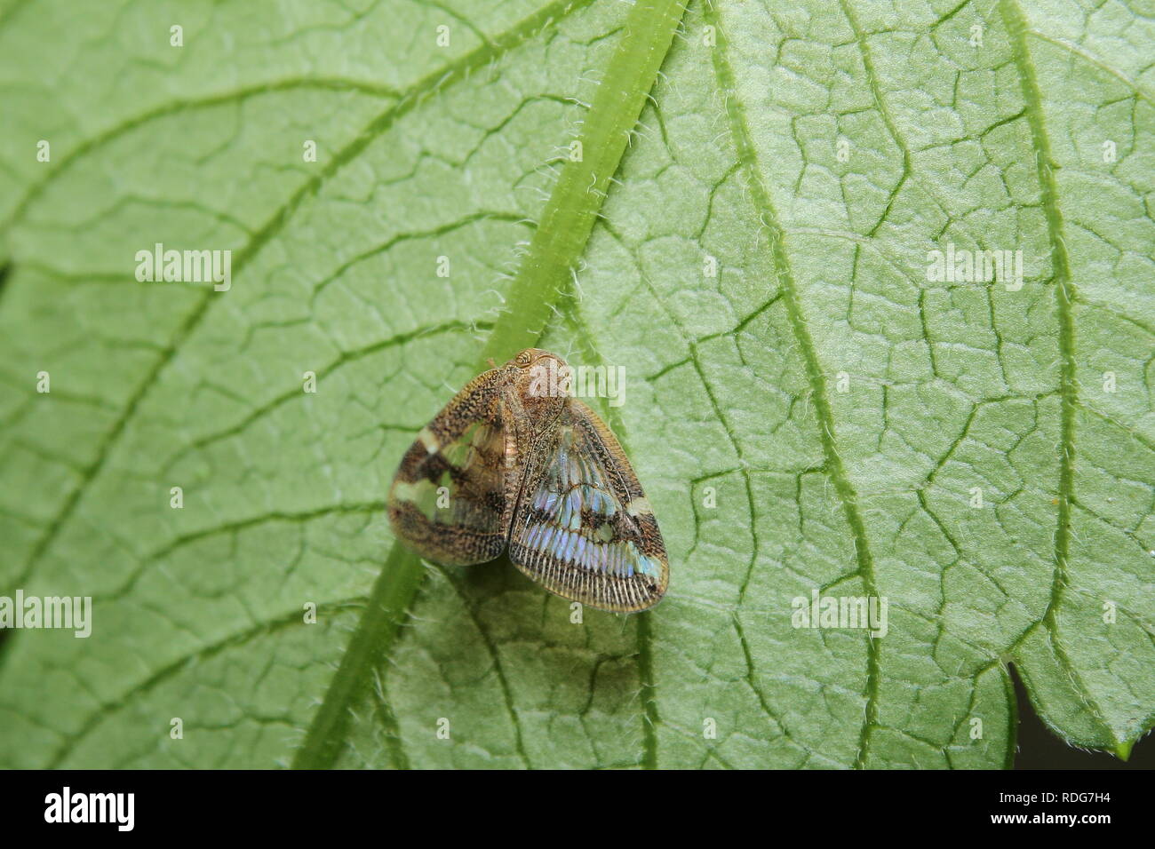 Planthopper - Scolypopa australis, Passion Vinehopper Stock Photo - Alamy