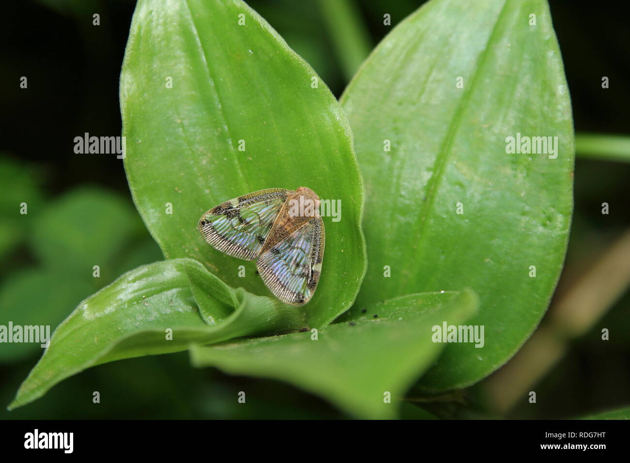 Planthopper - Scolypopa australis, Passion Vinehopper Stock Photo - Alamy
