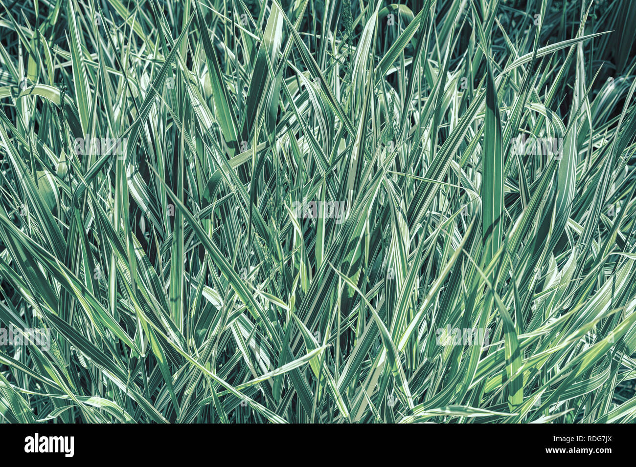 Decorative sedge, green with white stripes, close-up Stock Photo - Alamy