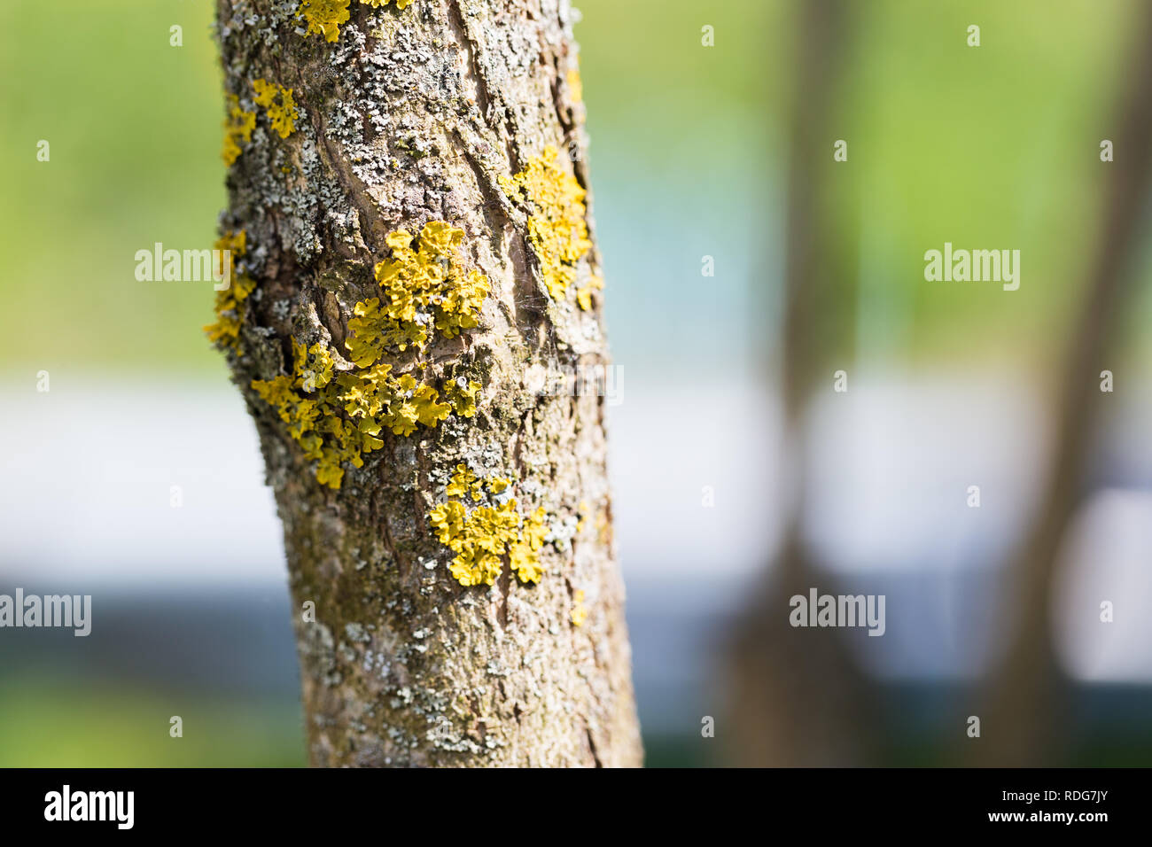 Lichen on apple tree hi-res stock photography and images - Alamy