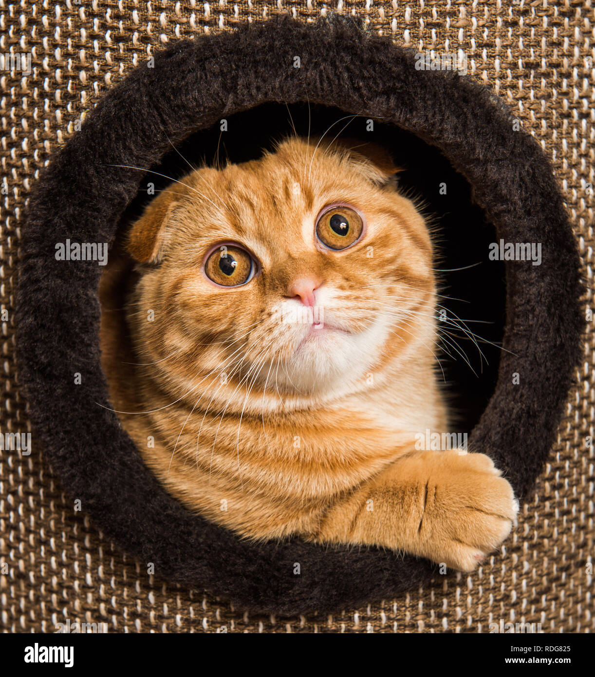 Scottish Fold red cat in cat house Stock Photo - Alamy