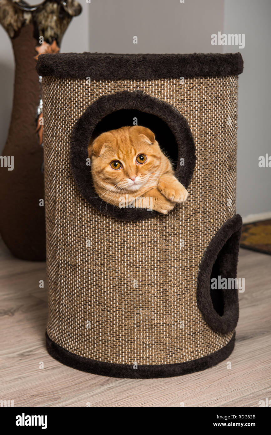 Scottish Fold red cat in cat house Stock Photo - Alamy