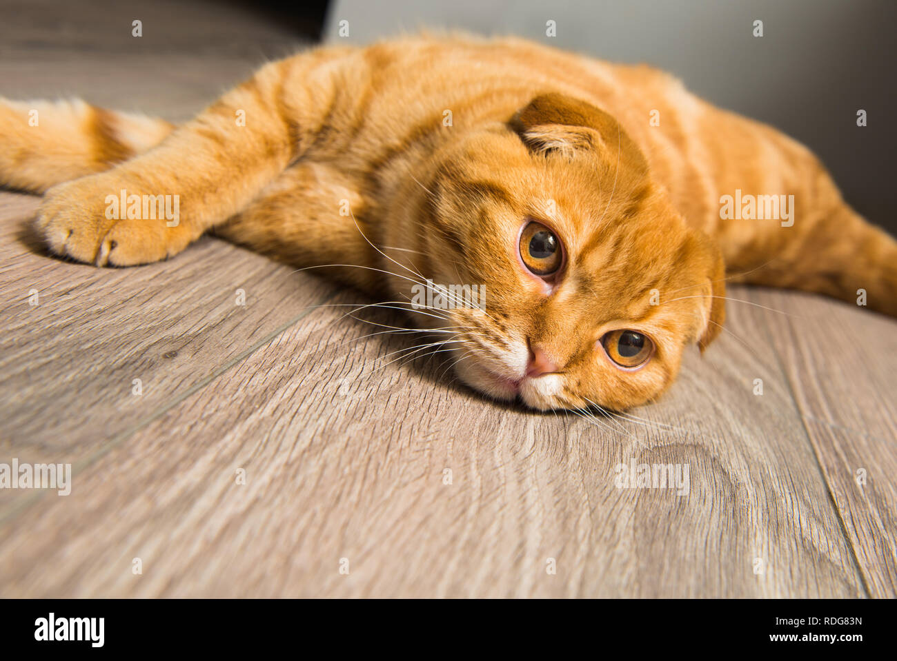 Scottish Fold red cat on the floor Stock Photo - Alamy