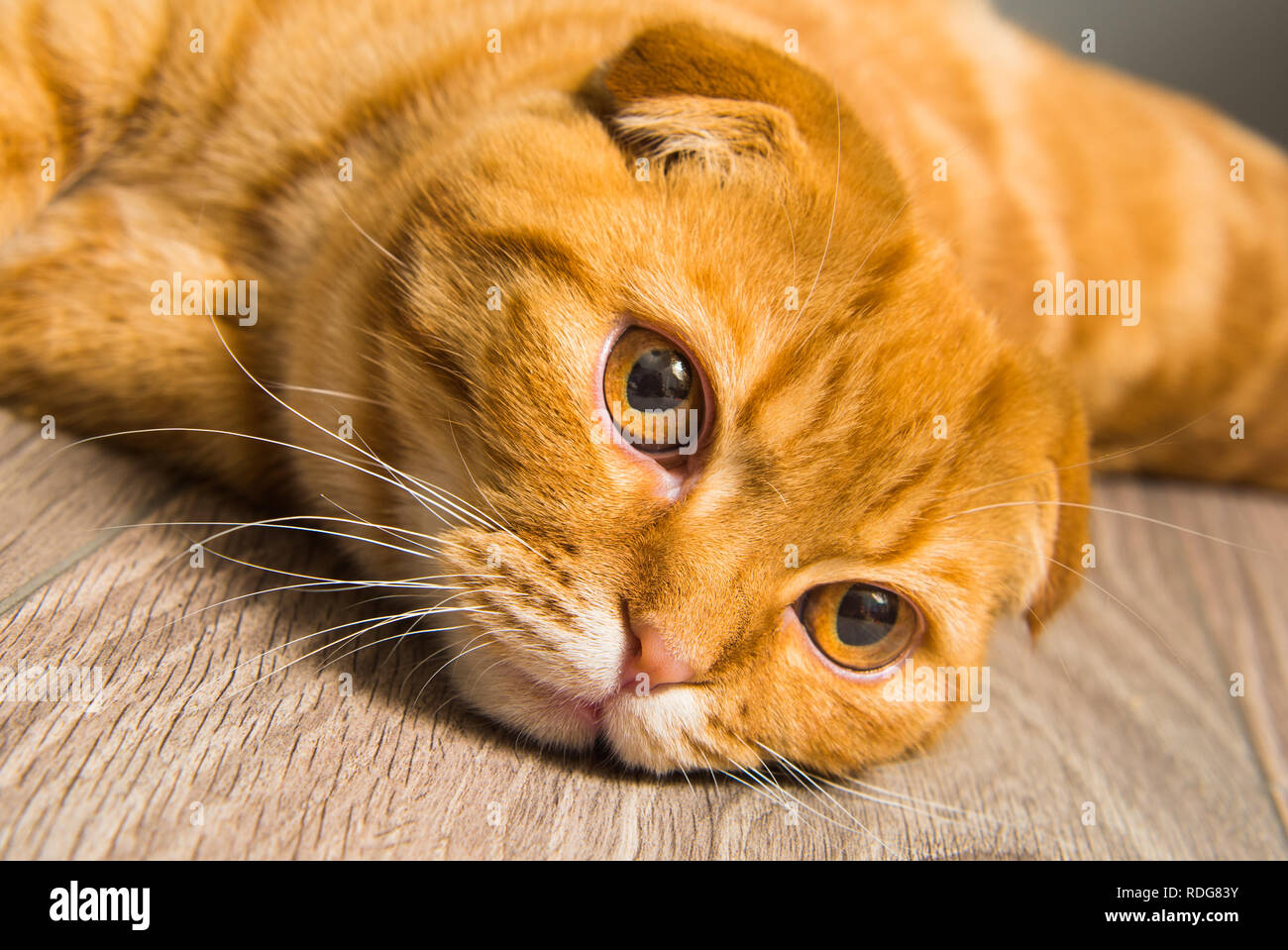 Beautiful little kitten scottish fold hi-res stock photography and ...