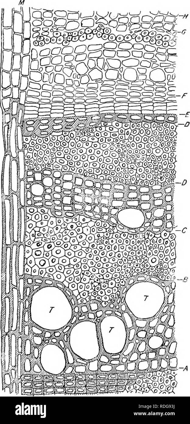 Cross section through a branch hi-res stock photography and images - Alamy