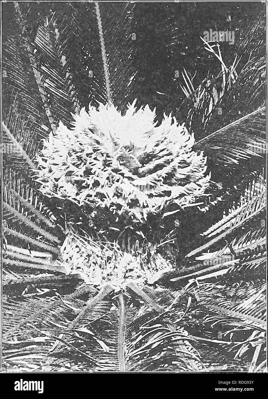 . Morphology of gymnosperms. Gymnosperms; Plant morphology. CYCADALES ...