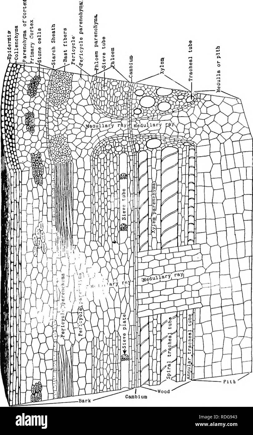 . Pharmaceutical botany. Botany; Botany, Medical. 24 PHARMACEUTICAL ...