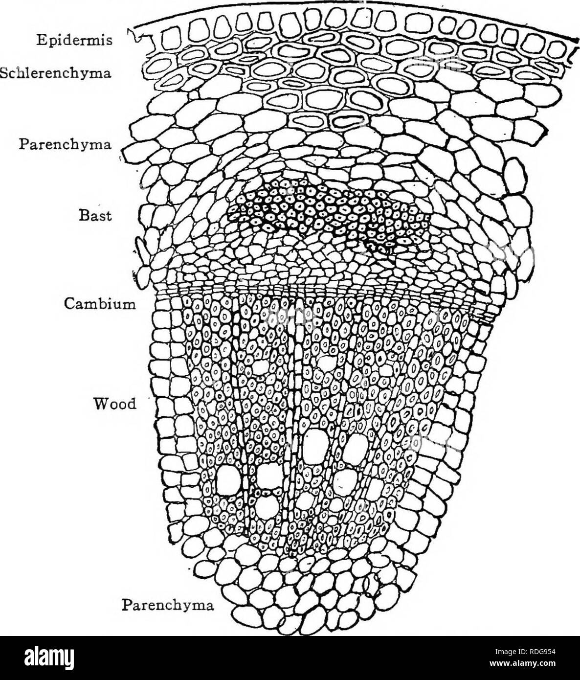 Vascular Bundle Labelled
