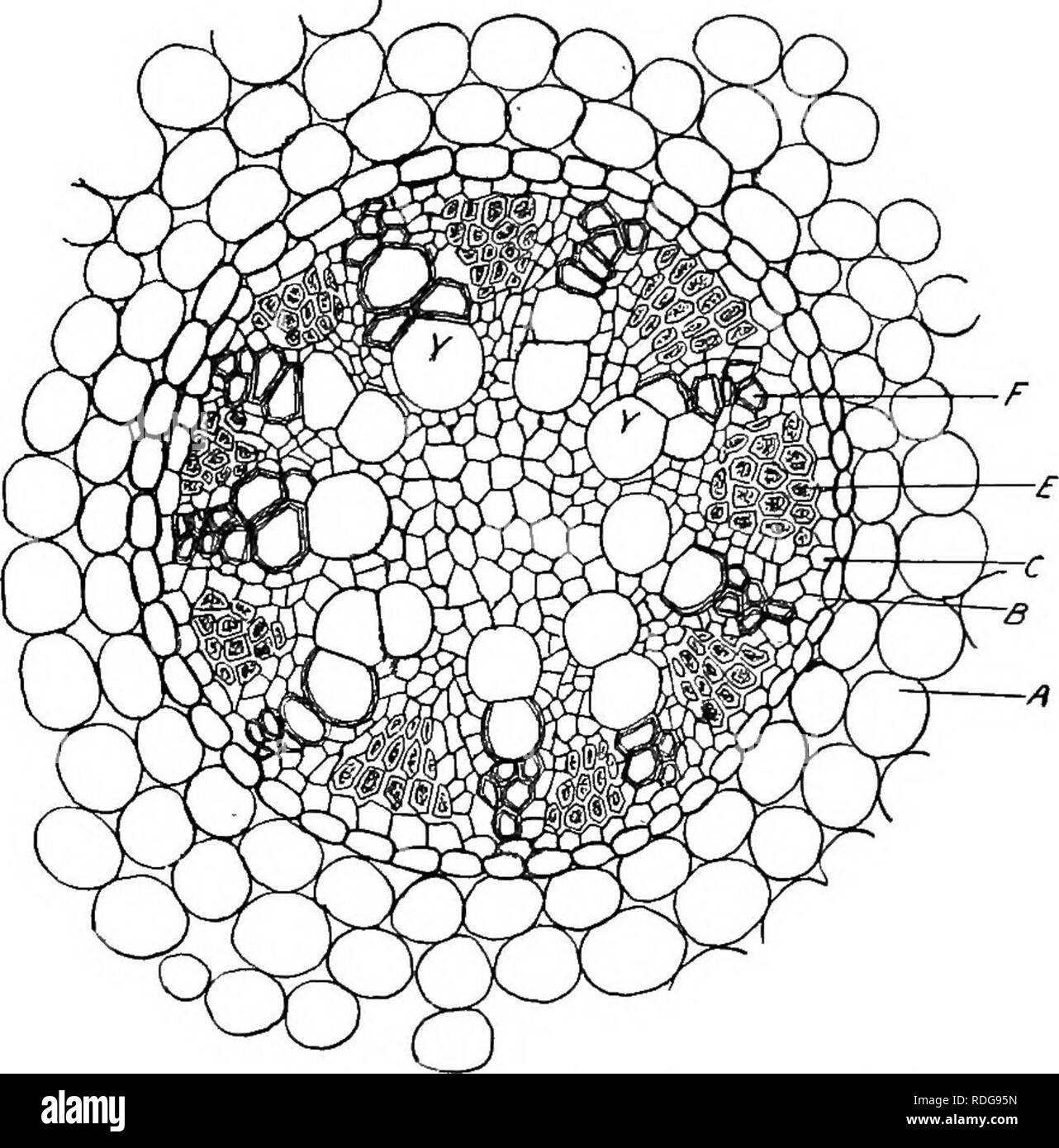 Xylem Vessels High Resolution Stock Photography and Images - Alamy
