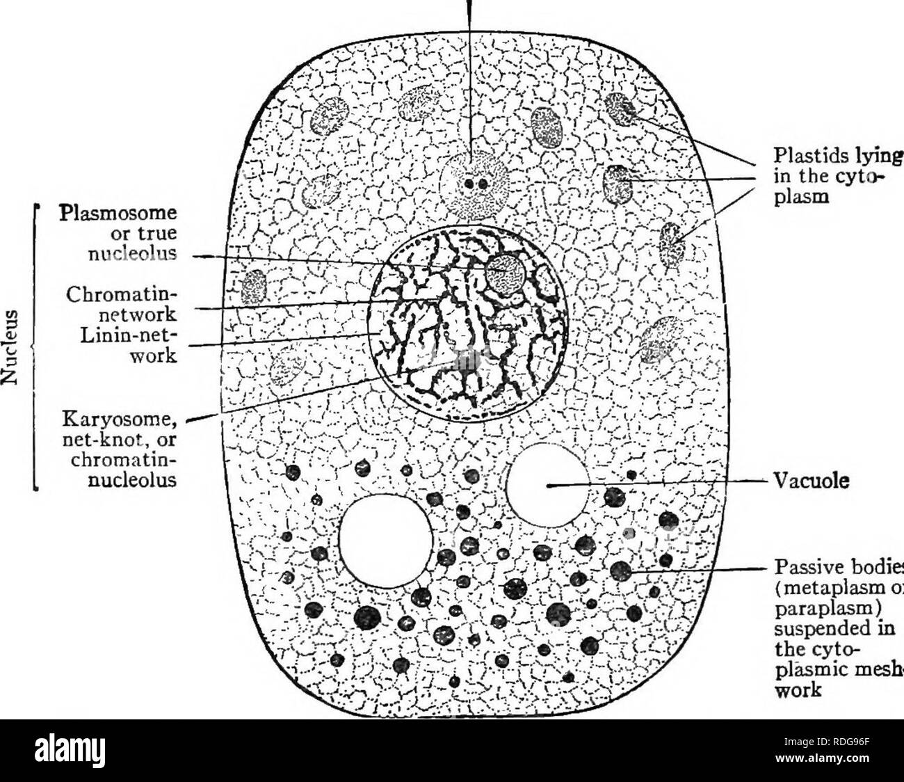 Protoplasm Animal Cell