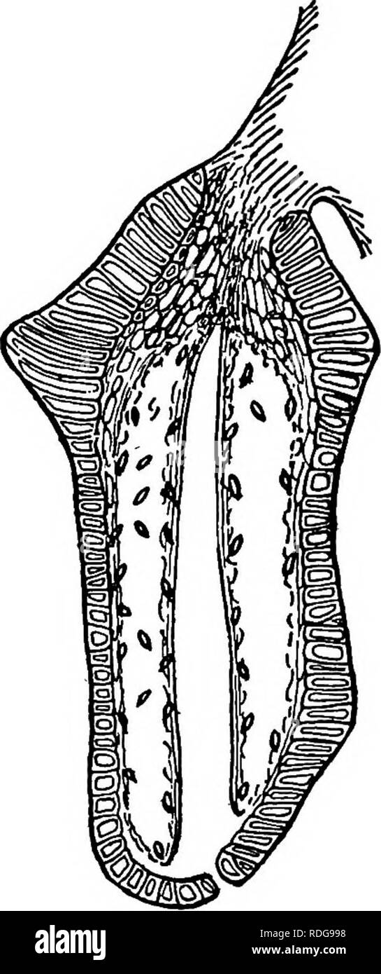 . Morphology of gymnosperms. Gymnosperms; Plant morphology. 78 ...