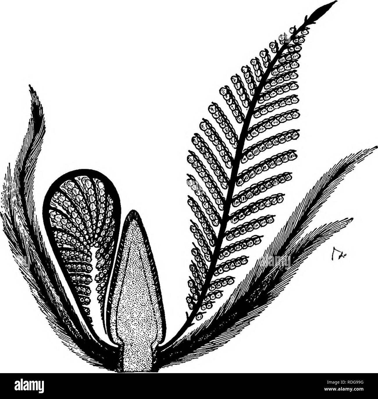 Male strobilus Black and White Stock Photos & Images - Alamy