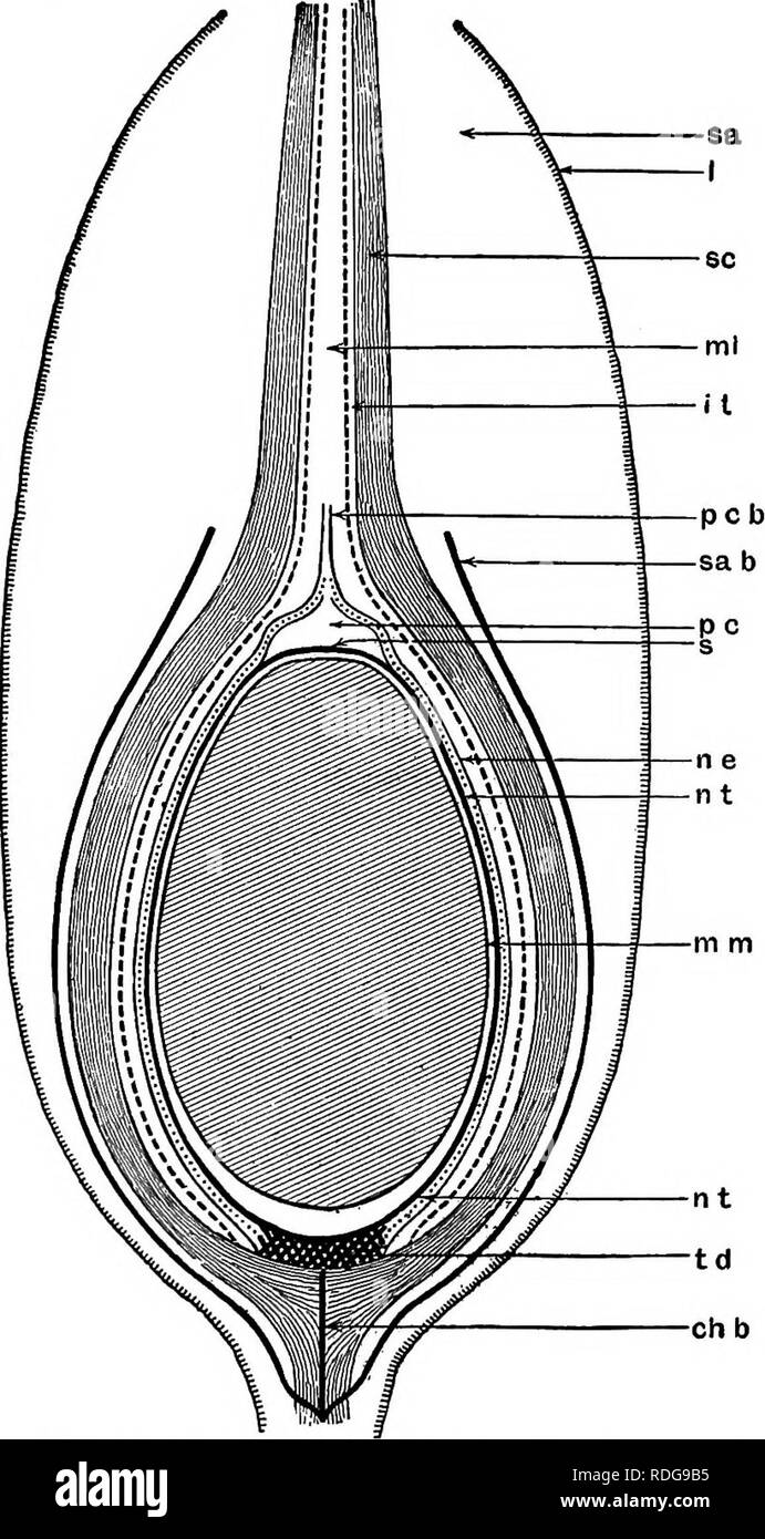 Ovule structure Black and White Stock Photos & Images - Alamy