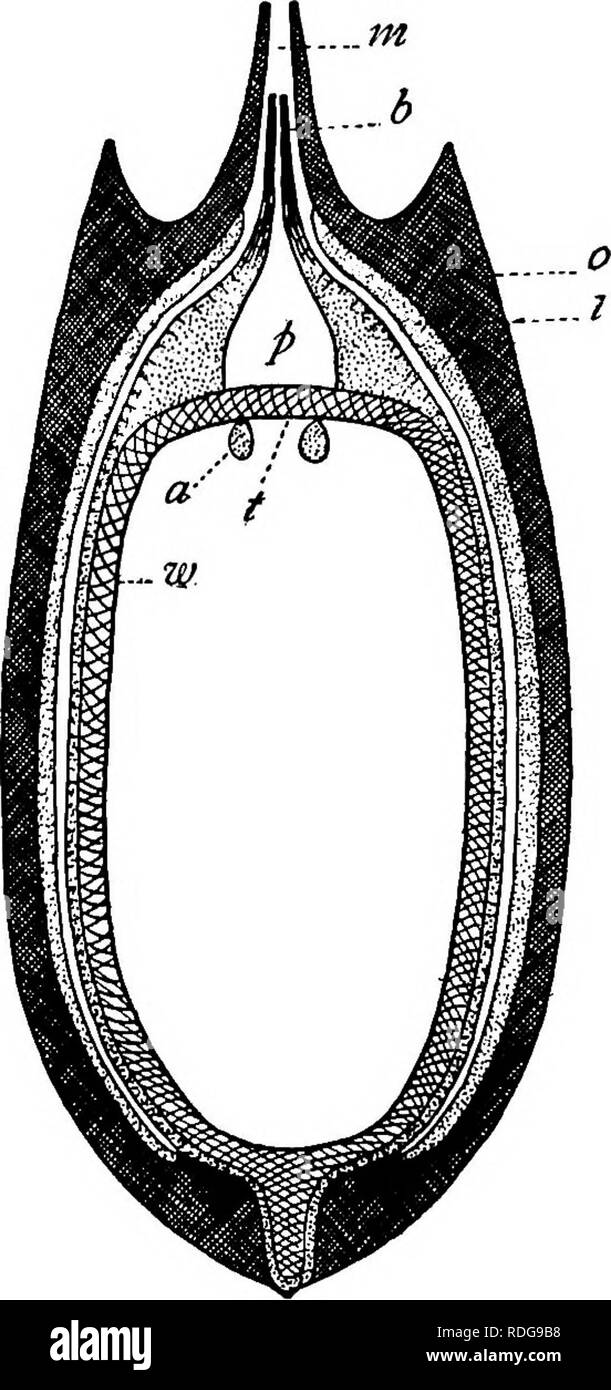 Pollen chamber Black and White Stock Photos & Images - Alamy