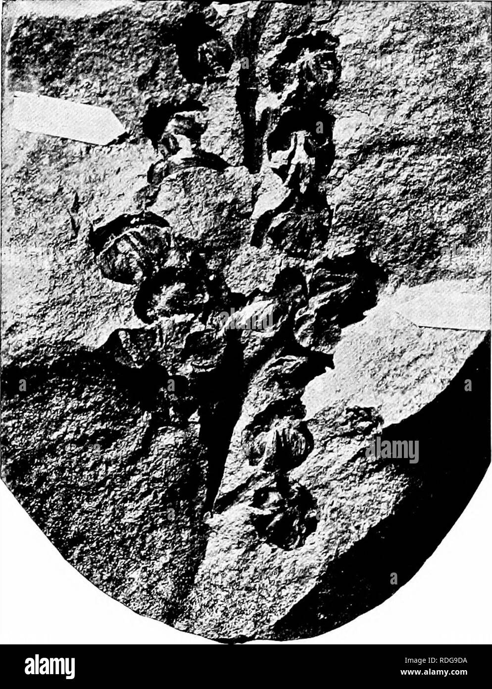 . Morphology of gymnosperms. Gymnosperms; Plant morphology. 26 ...