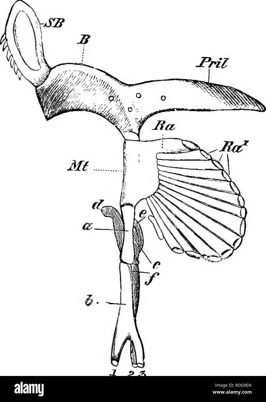 Seminal fluid Black and White Stock Photos & Images - Alamy