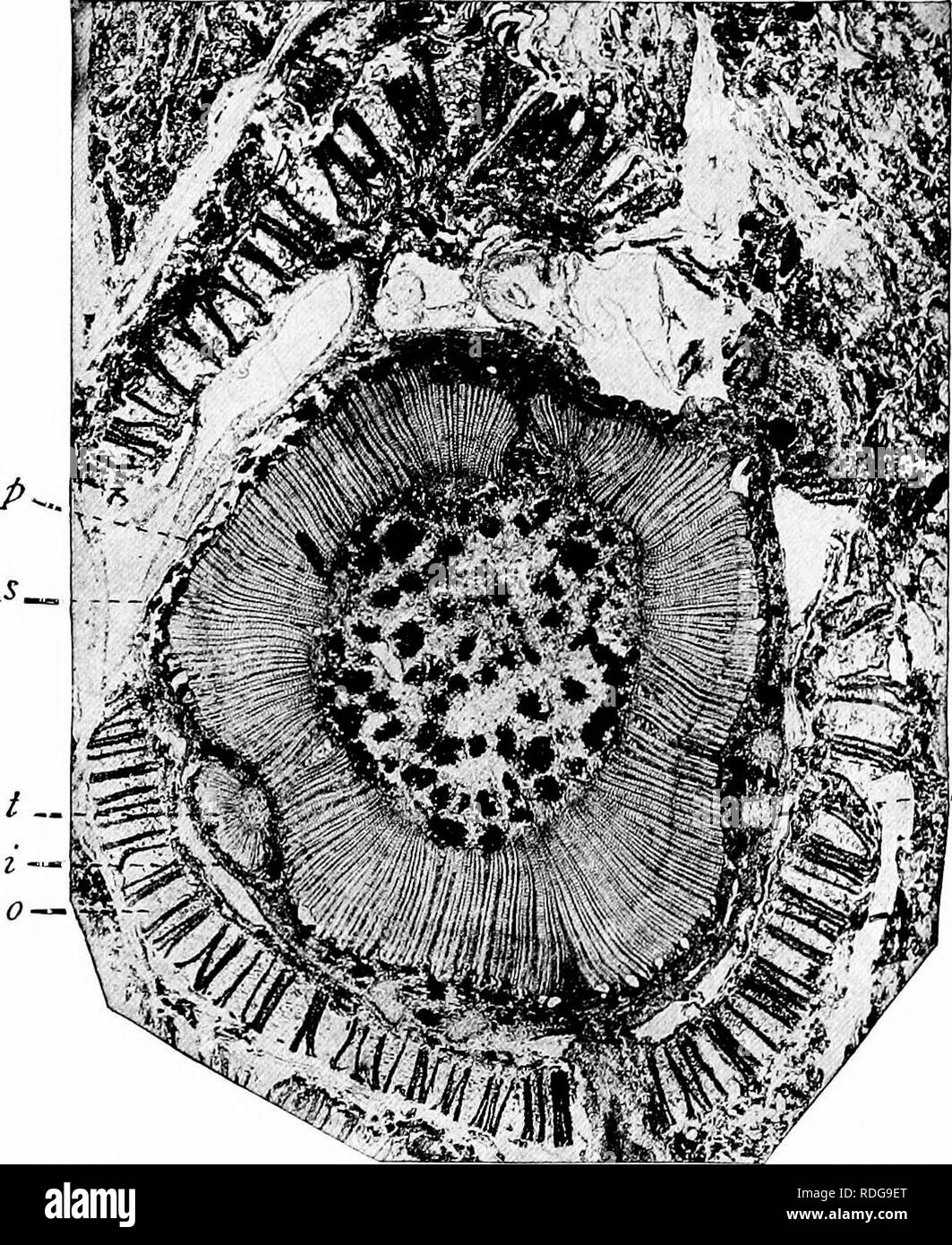 . Morphology of gymnosperms. Gymnosperms; Plant morphology. 14 ...
