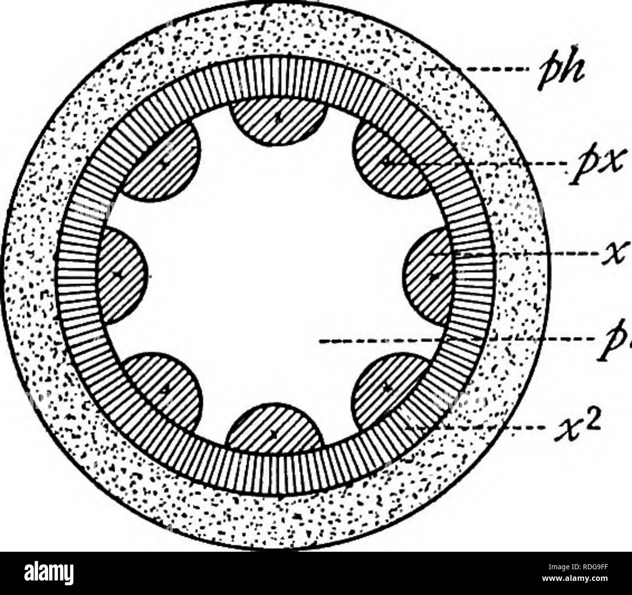 . Morphology of gymnosperms. Gymnosperms; Plant morphology. â Fig. 7 ...