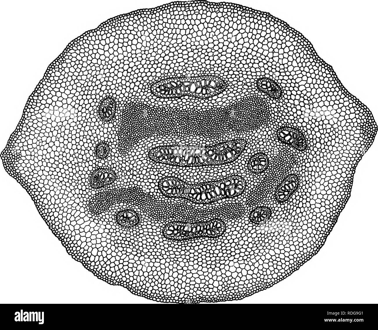 . Morphology of gymnosperms. Gymnosperms; Plant morphology. 8 ...