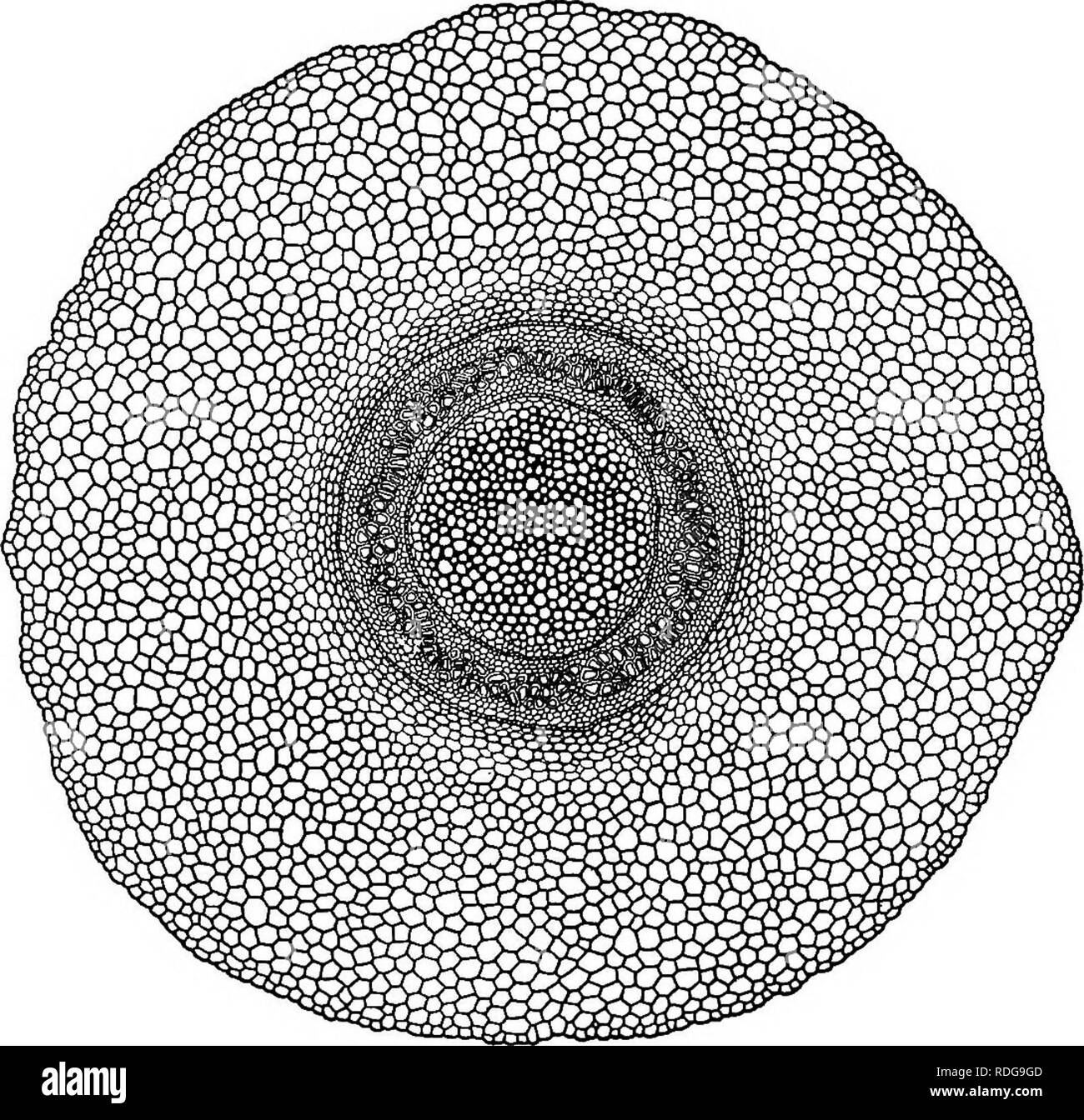 Transverse section stem Black and White Stock Photos & Images - Alamy