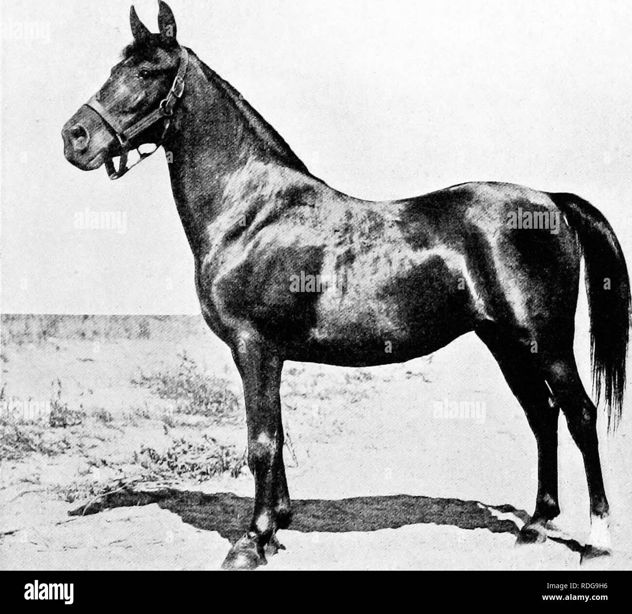. Private catalogue, 1916 Santa Anita Rancho and Anoakia Breeding Farm ...