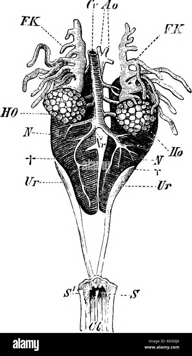 . Elements of the comparative anatomy of vertebrates. Anatomy ...